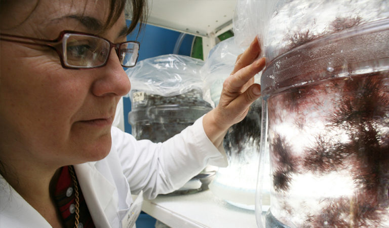 Biotechnology Research Laboratories ǀ Seaweed Research and Development
