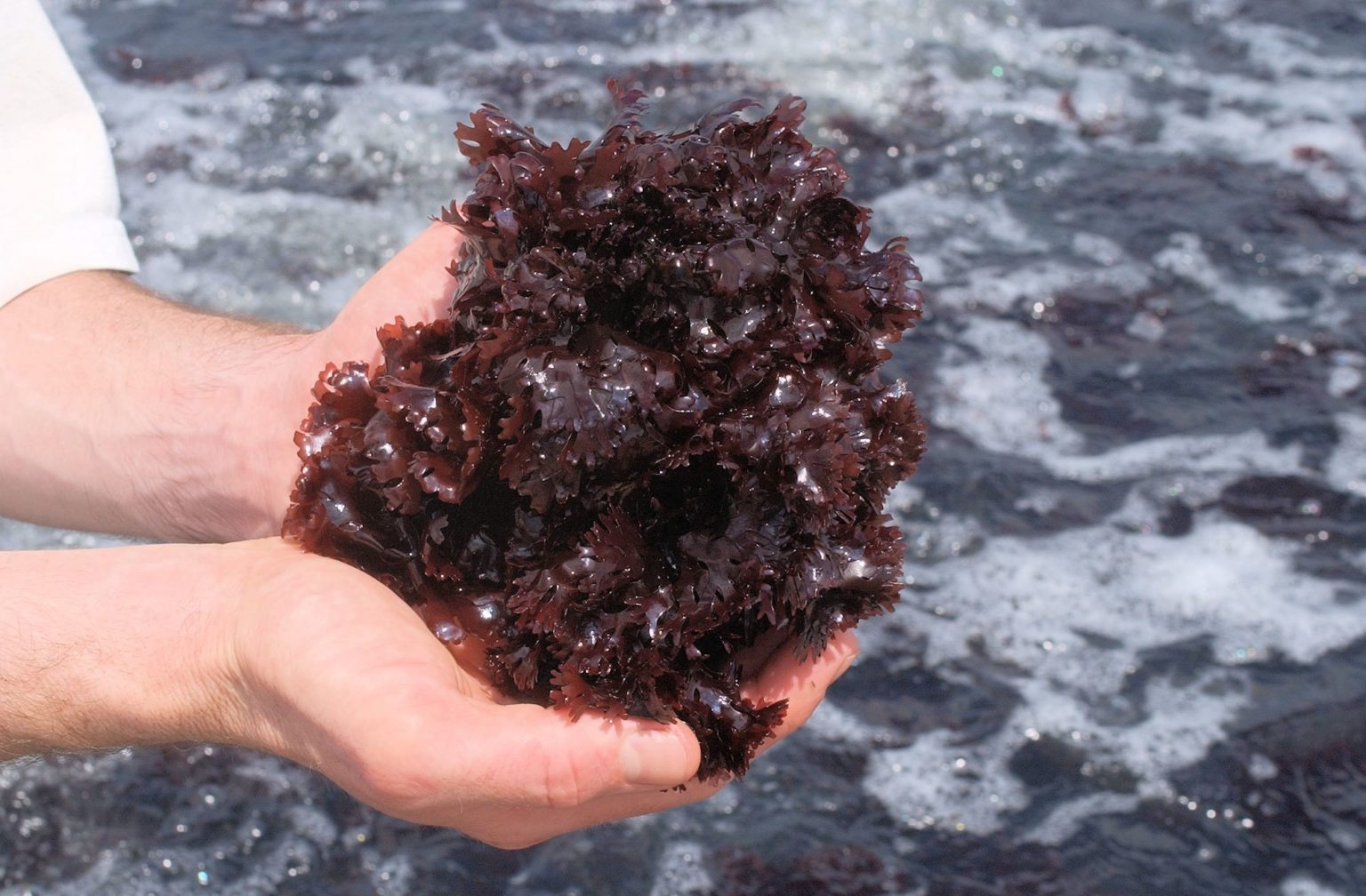Land-Based Seaweed Cultivation Was Pioneered by Acadian Seaplants