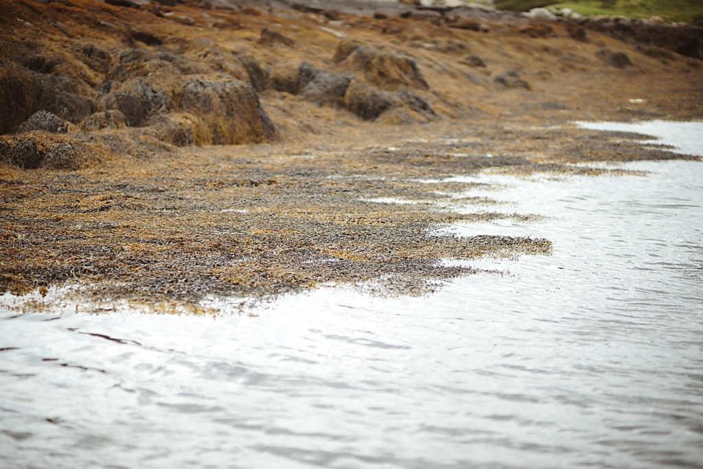 Our Research Is Helping Science Rethink Seaweed Growth Rate