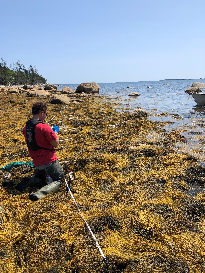 Our Research Is Helping Science Rethink Seaweed Growth Rate